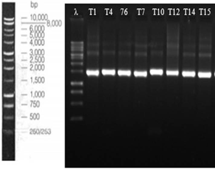 Aislamiento e identificación molecular de microorganismos asociados con ...