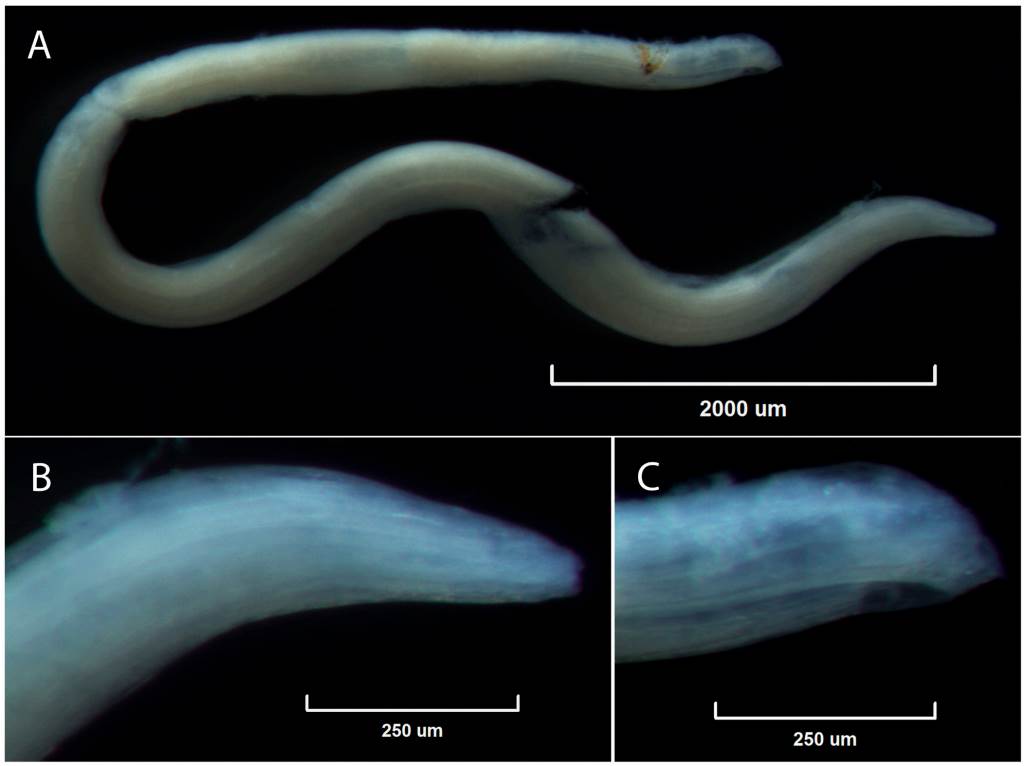 Checklist of Endo and Ectoparasites From Anoles (Iguanidae, Dactyloinae ...