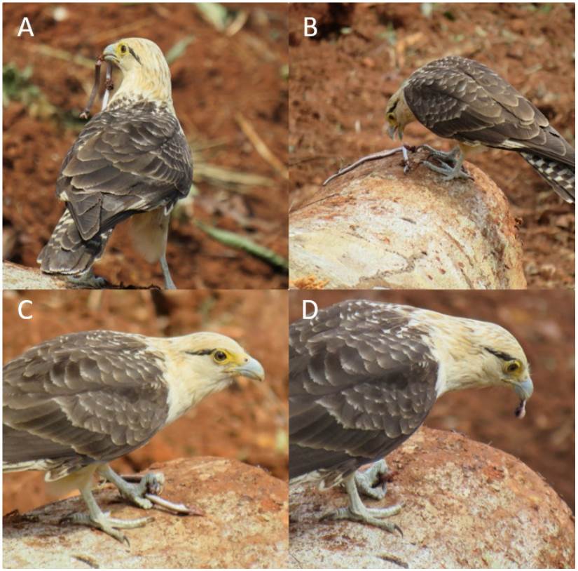 Milvago chimachima (Falconidae) First Known Predator of the Snake ...