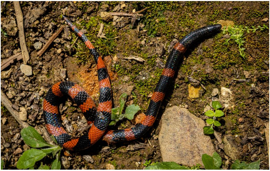 First Record of the Zongolica Earth Snake Geophis lorancai (Squamata ...