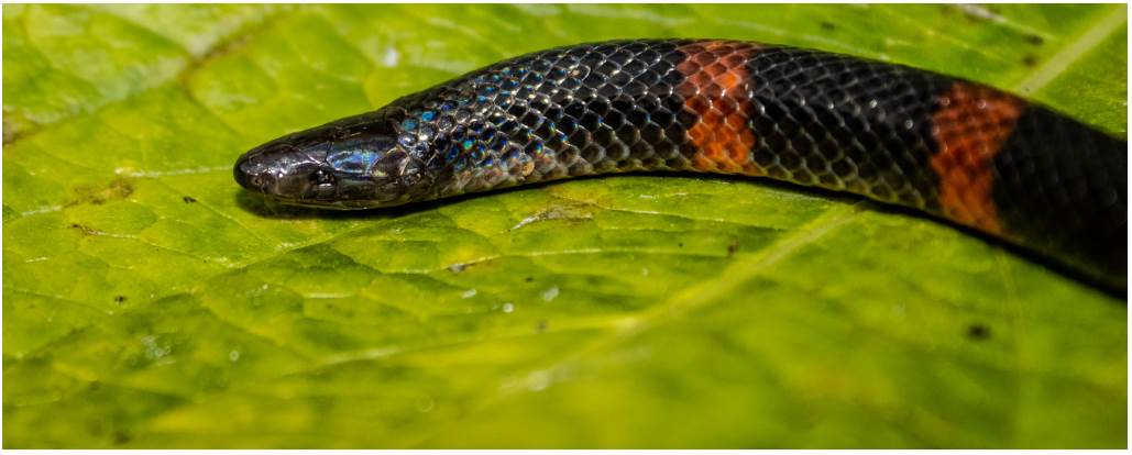 First Record of the Zongolica Earth Snake Geophis lorancai (Squamata ...