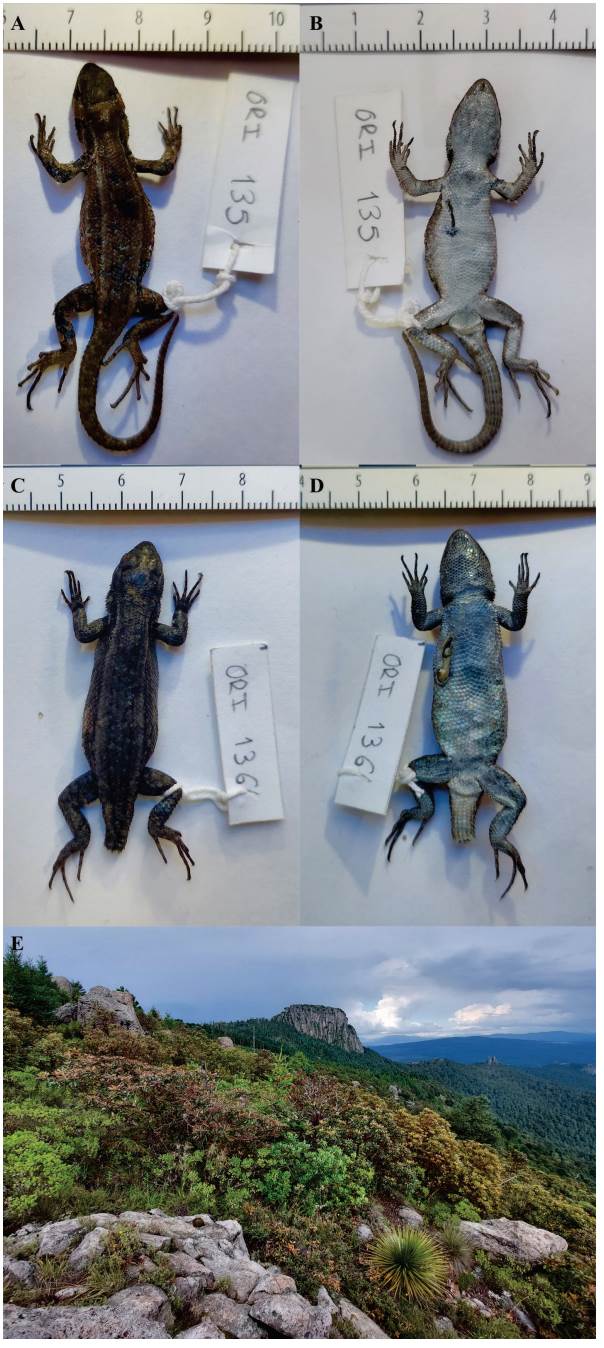 New Highest Elevation Records of Two Mexican Endemic Spiny Lizards ...