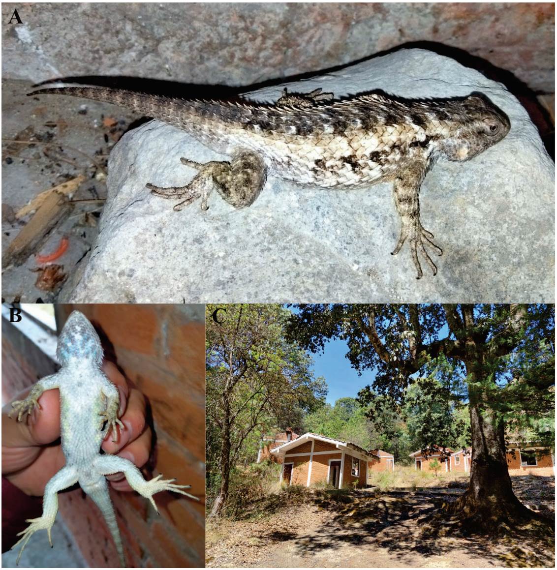 New Highest Elevation Records of Two Mexican Endemic Spiny Lizards ...