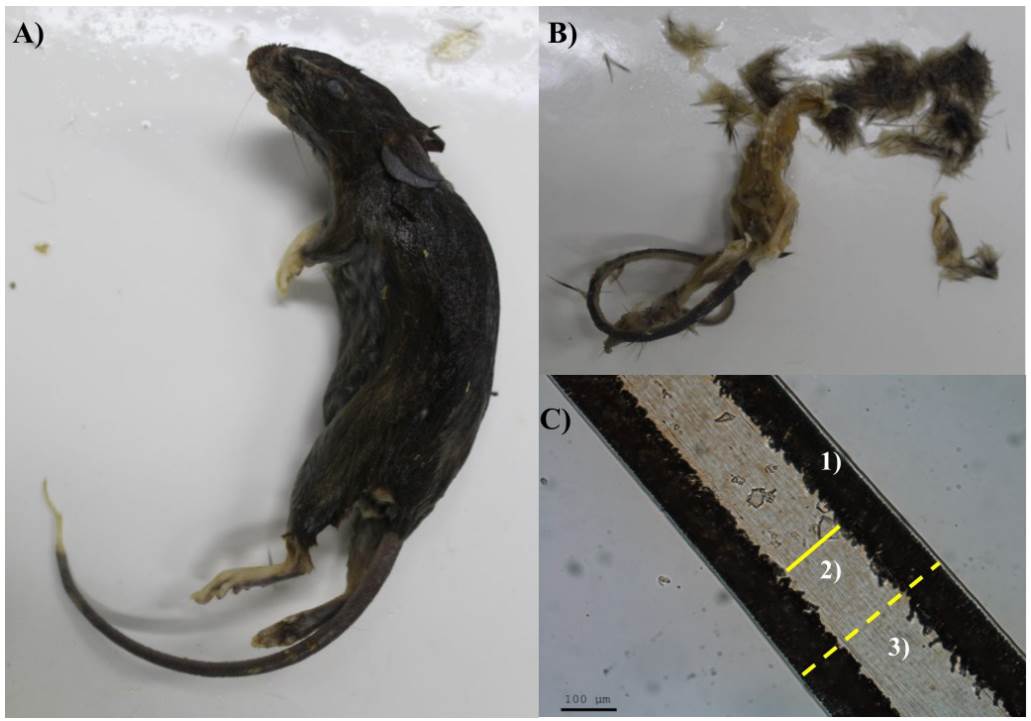 Contribución al conocimiento de la dieta de Bothrops asper (Squamata ...