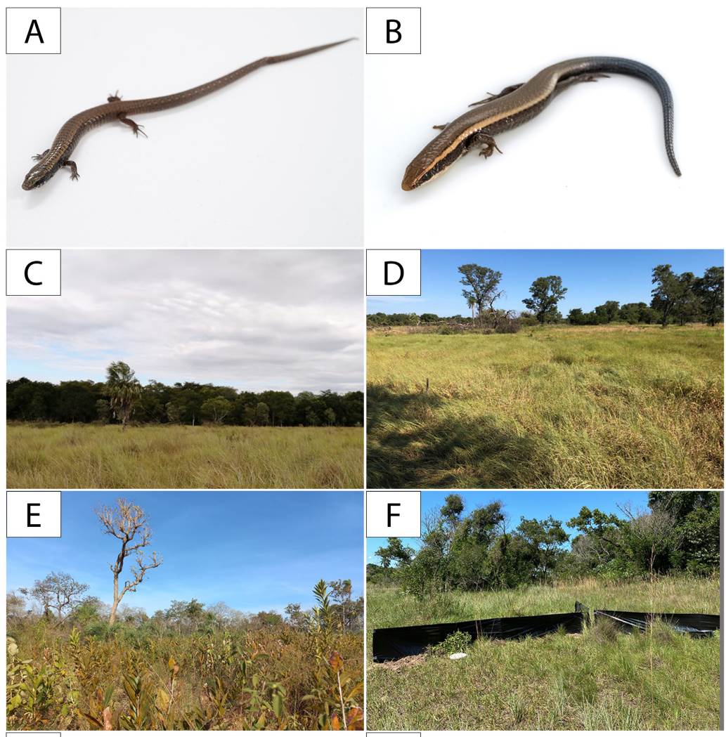 New Distributional Records of Colobosaura modesta and Micrablepharus ...