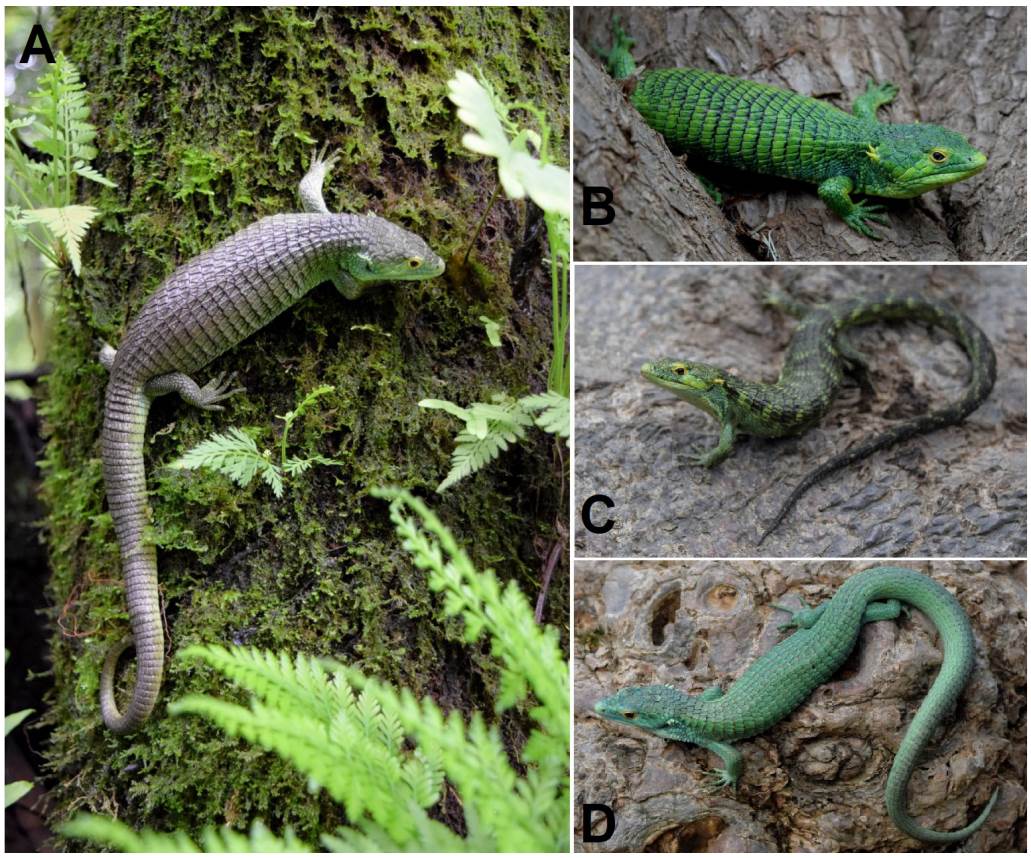 Rediscovery After 48 Years and Geographic Range Extension of Abronia ...