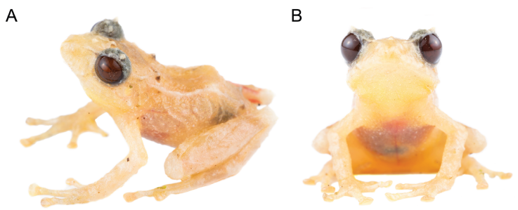 First Record of Complete Albinism in a Species of the Genus ...