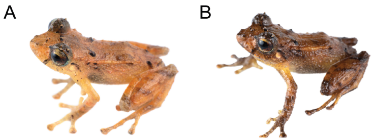 First Record of Complete Albinism in a Species of the Genus ...