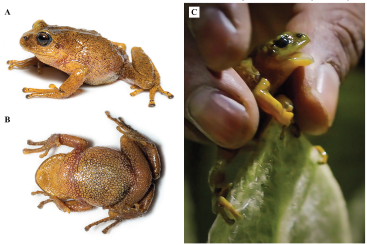 The Distress Call and Range Extension of The Hermosas Robber Frog ...