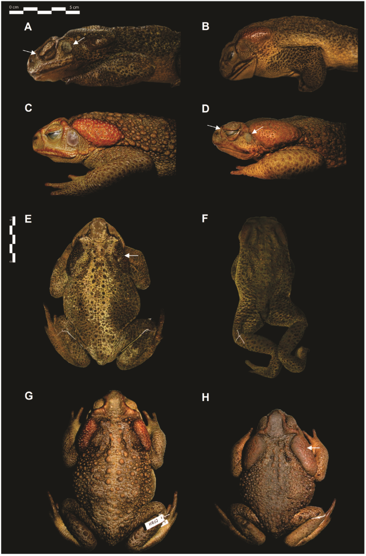 Long-Standing Misidentification of Rhinella icterica (Spix, 1824 ...