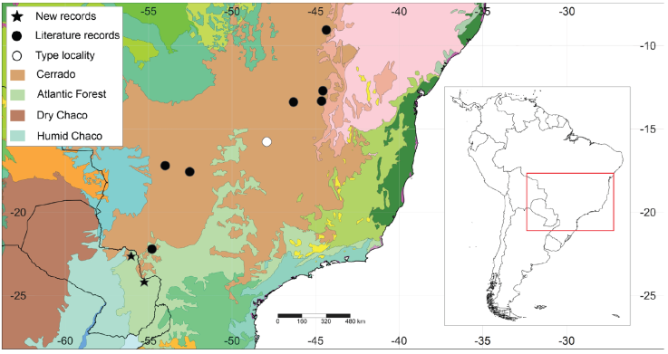 Long-Standing Misidentification of Rhinella icterica (Spix, 1824 ...
