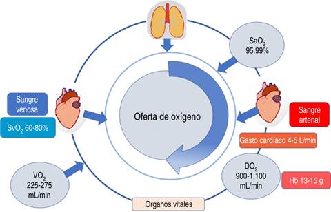 La importancia de la determinación de la deuda de oxígeno en el ...