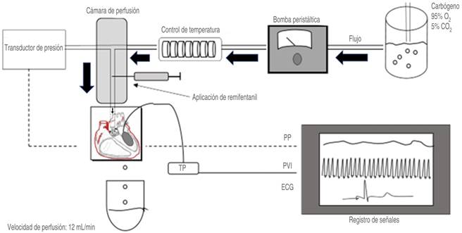El postacondicionamiento del miocardio con remifentanil en el corazón ...