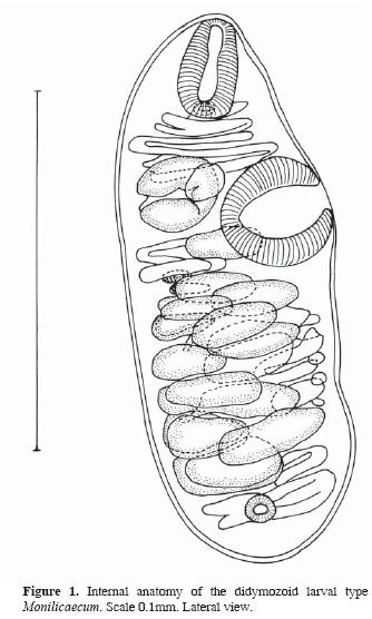 Didymozoid Monilicaecum type trematodes in chaetognaths from the ...