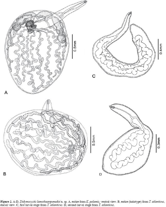 Didymocystis lamotheargumedoi n. sp. (Digenea:Didymozoidae) a parasite ...