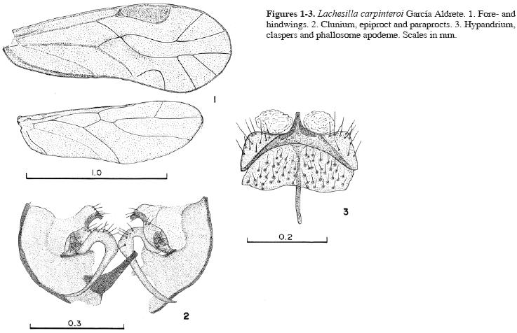 New Lachesilla (Psocodea: 'Psocoptera': Lachesillidae) from Peru and ...