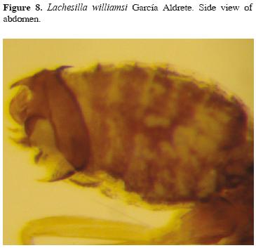 New Lachesilla (Psocodea: 'Psocoptera': Lachesillidae) from Peru and ...