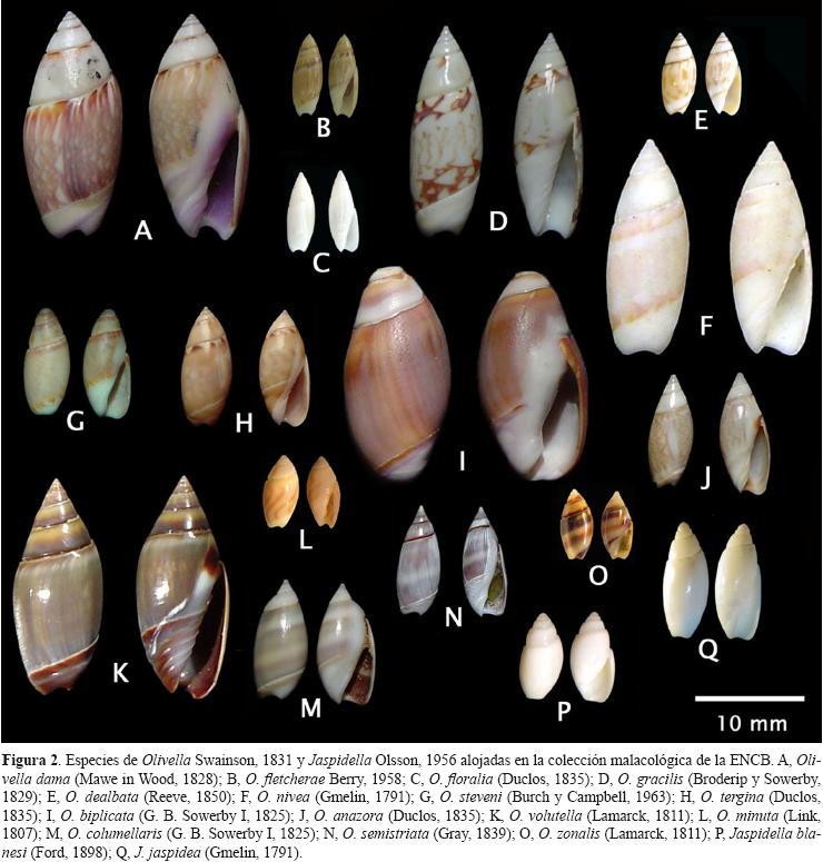 Las familias Olividae y Olivellidae de la Colección Malacológica de la ...