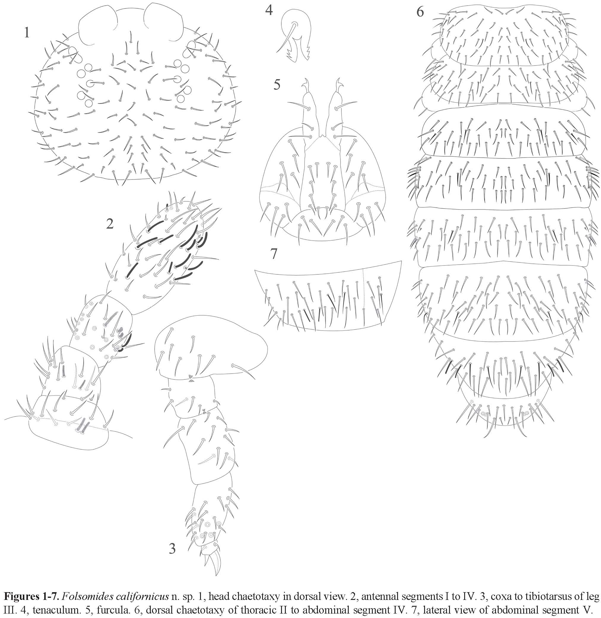 A new Mexican species of Folsomides (Collembola: Isotomidae)