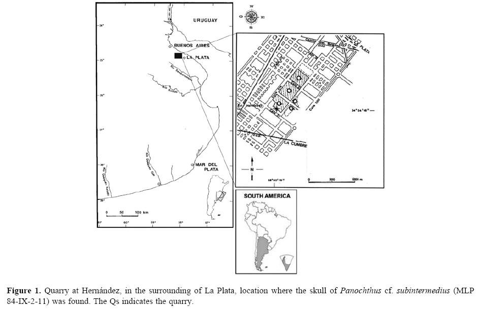 An enigmatic and large-sized specimen of Panochthus (Glyptodontidae ...