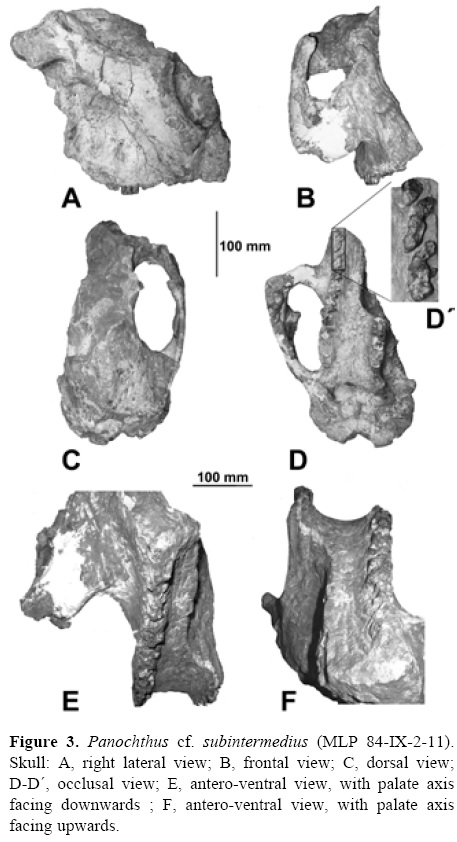 An enigmatic and large-sized specimen of Panochthus (Glyptodontidae ...