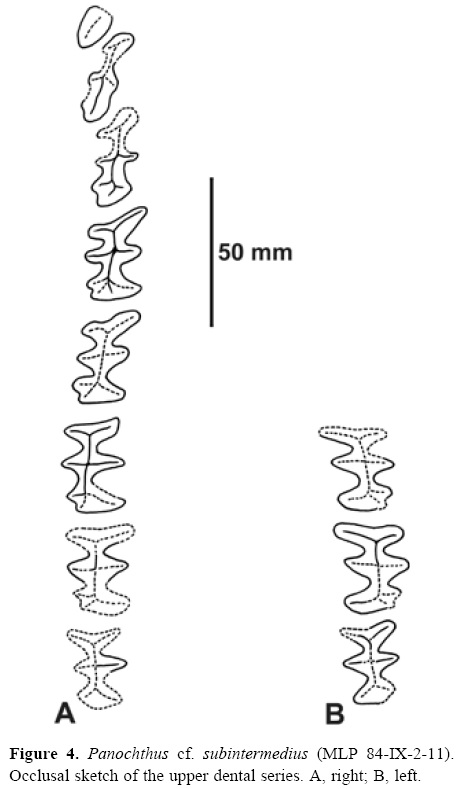 An enigmatic and large-sized specimen of Panochthus (Glyptodontidae ...