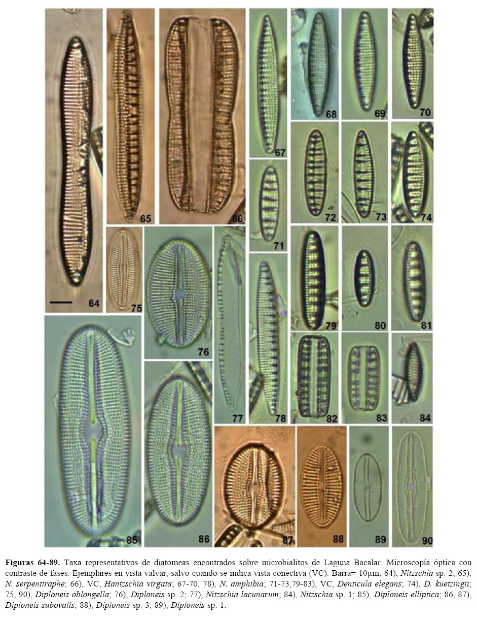 Diagnosis prospectiva sobre la diversidad de diatomeas epilíticas en la ...