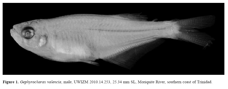 First record of Gephyrocharax valencia (Characiformes: Characidae ...