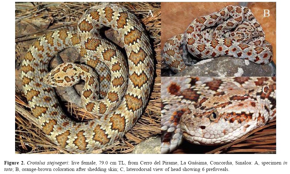 New records of the rare Sinaloan Long-tailed Rattlesnake, Crotalus ...