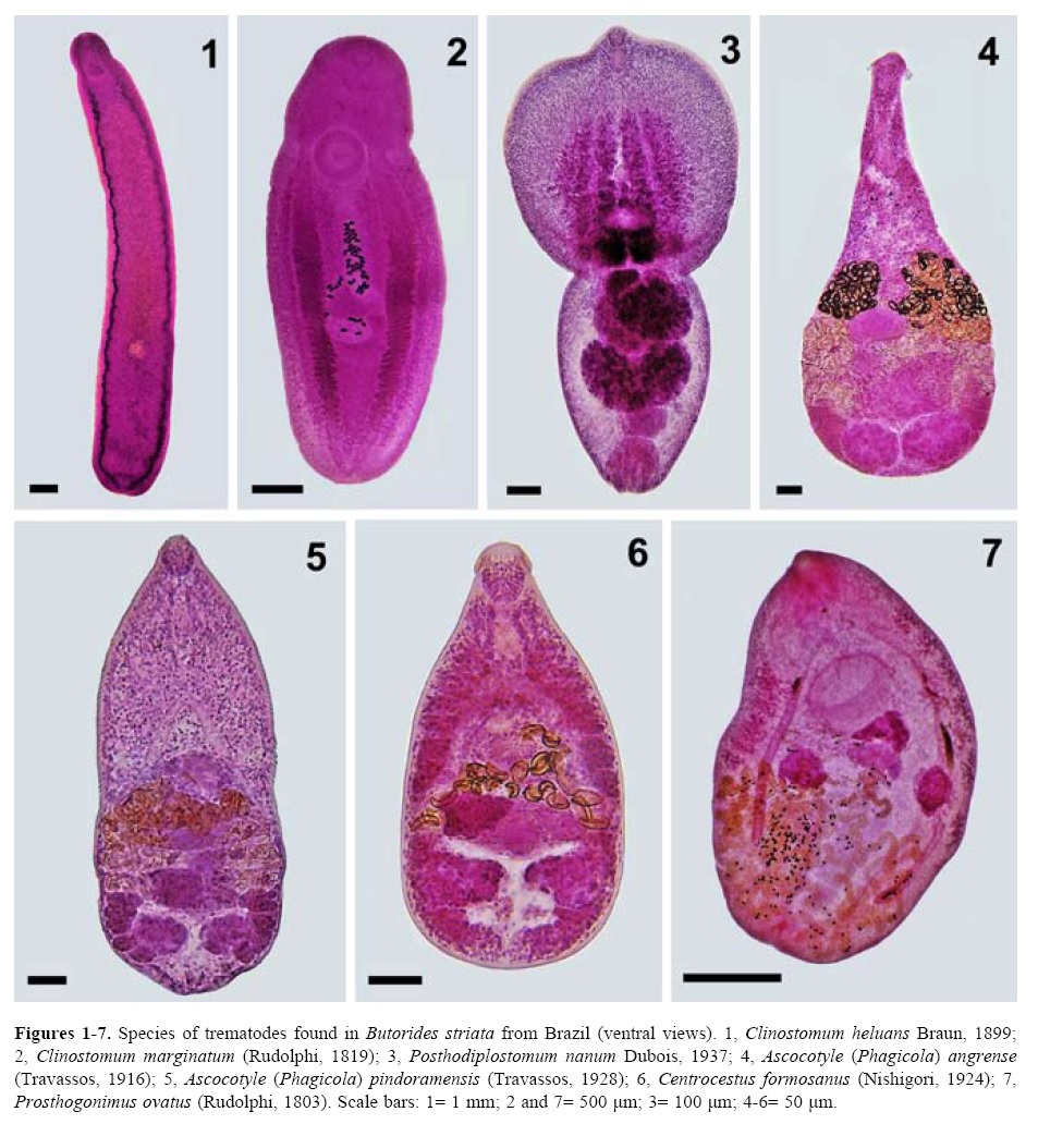 New records and a checklist of trematodes from Butorides striata (Aves ...