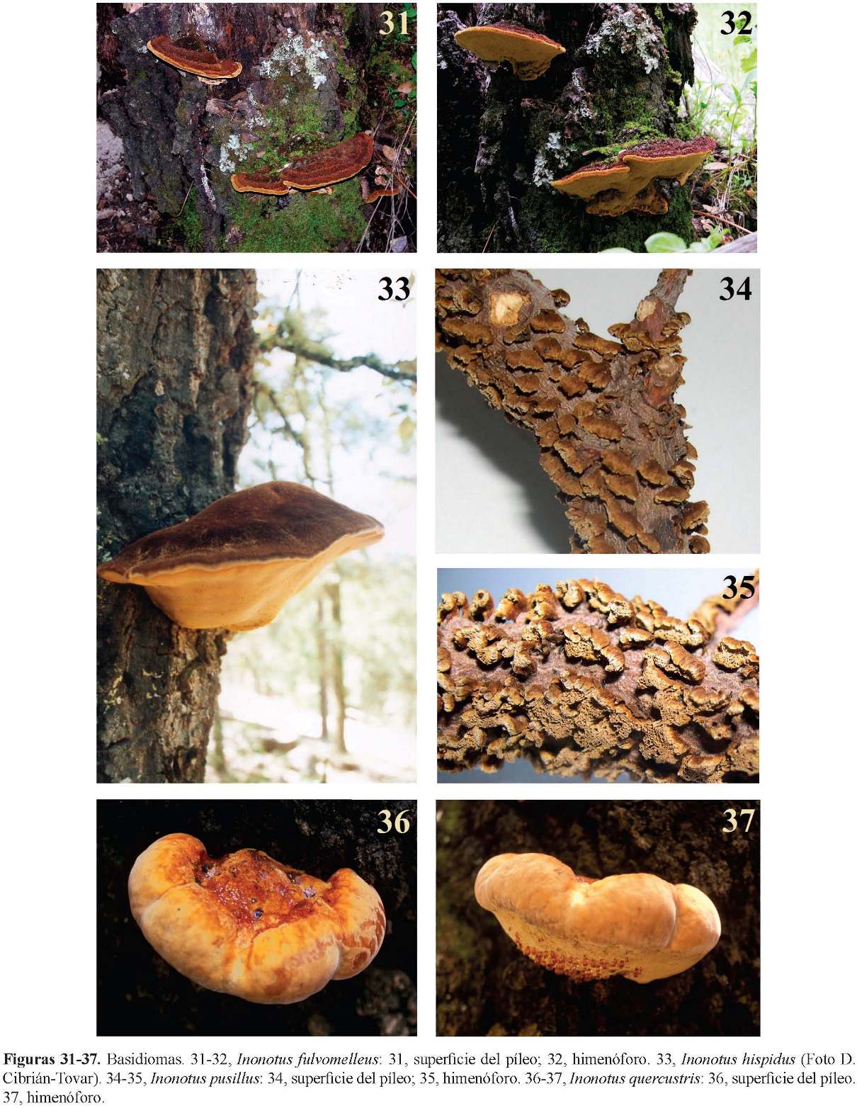 El género Inonotus s.l. (Hymenochaetales: Agaricomycetes) en México
