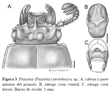 Tres especies colombianas nuevas de Passalidae (Coleoptera: Scarabaeoidea)