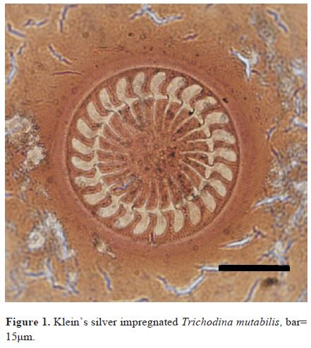 Trichodina mutabilis (Protozoa: Ciliophora: Trichodinidae) from the ...