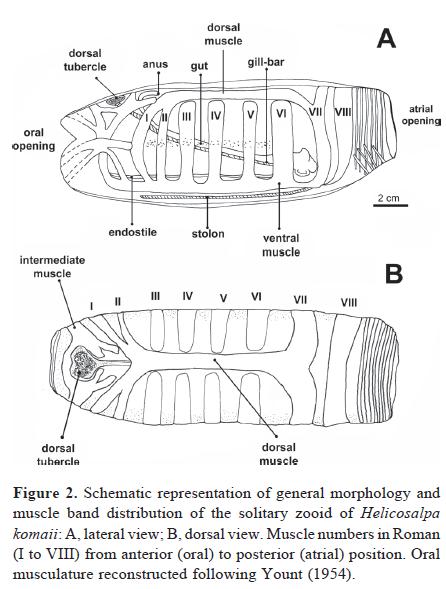 Record of the rare oceanic salp Helicosalpa komaii (Tunicata: Thaliacea ...