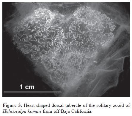 Record of the rare oceanic salp Helicosalpa komaii (Tunicata: Thaliacea ...