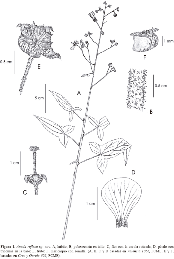 Una especie nueva de Anoda de Guerrero, México