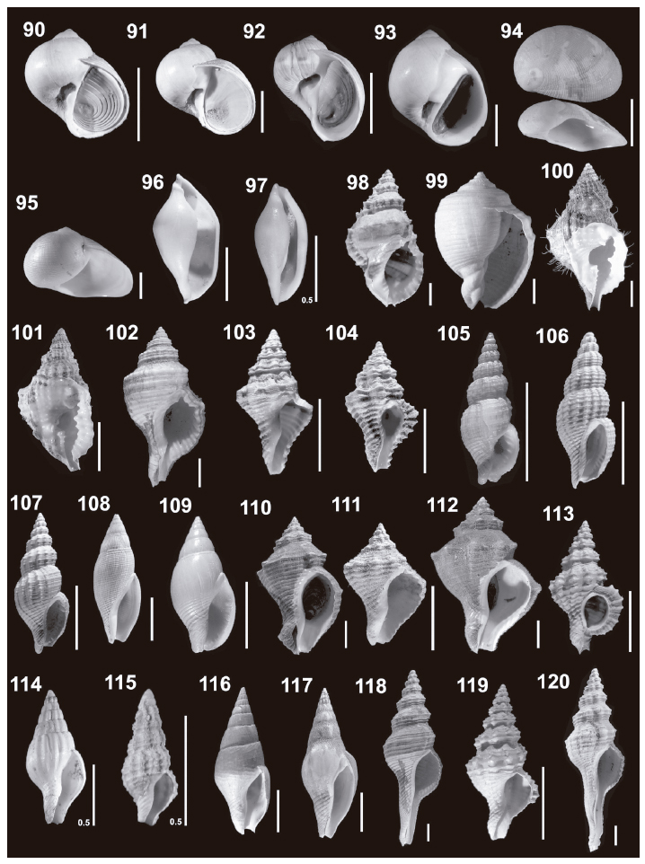 Los moluscos (Pelecypoda, Gastropoda, Cephalopoda, Polyplacophora y ...