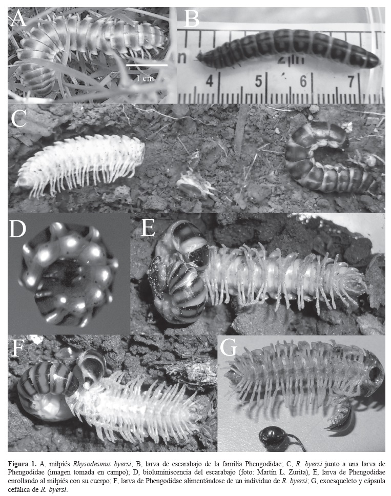 Decapitación de milpiés Xystodesmidae (Polydesmida) por escarabajos ...