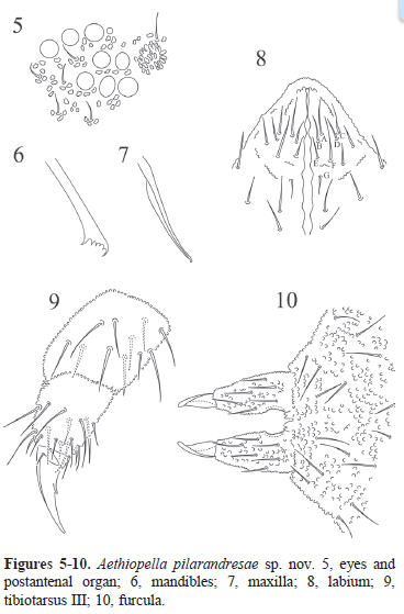 A new species of Aethiopella (Collembola: Neanuridae) from Nicaragua