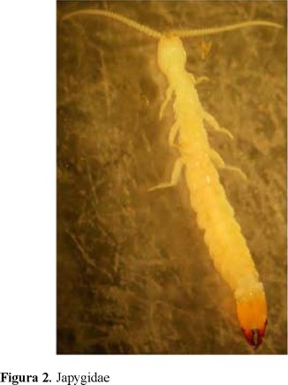 Biodiversidad de Diplura (Hexapoda: Entognatha) en México