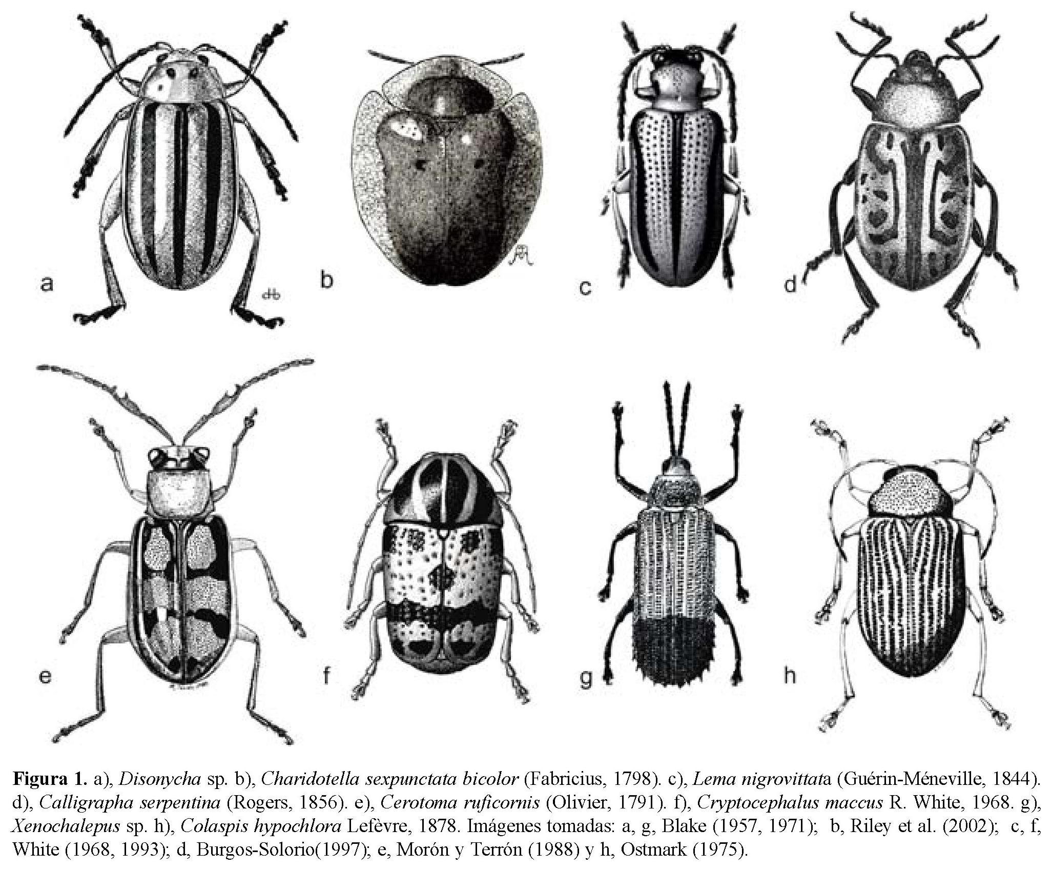 Biodiversidad de Chrysomelidae (Coleoptera) en México