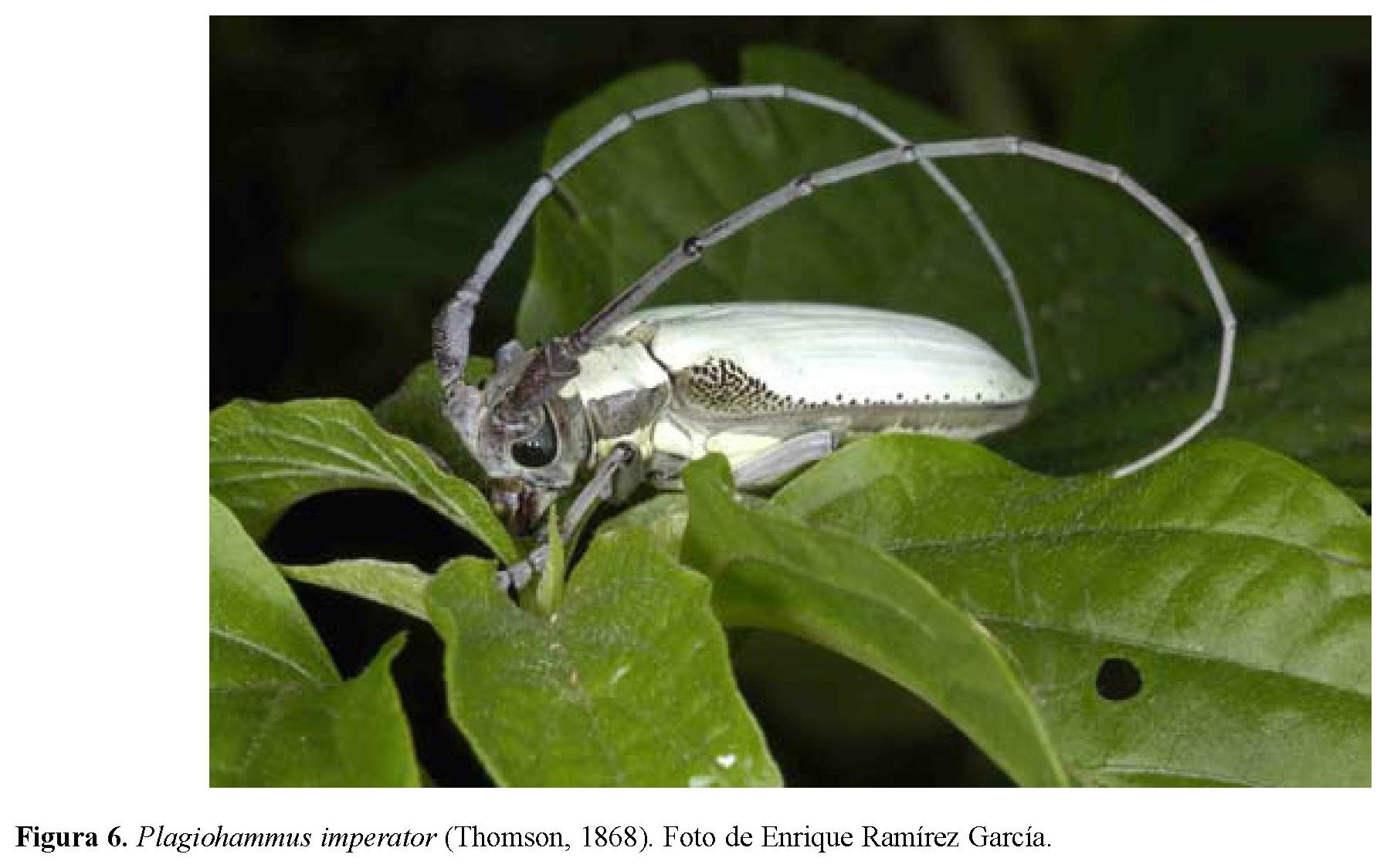 Biodiversidad de Cerambycidae (Coleoptera) en México