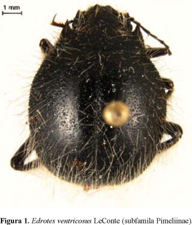 Biodiversidad de Tenebrionidae (Insecta: Coleoptera) en México
