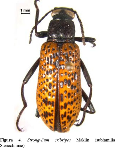 Biodiversidad de Tenebrionidae (Insecta: Coleoptera) en México