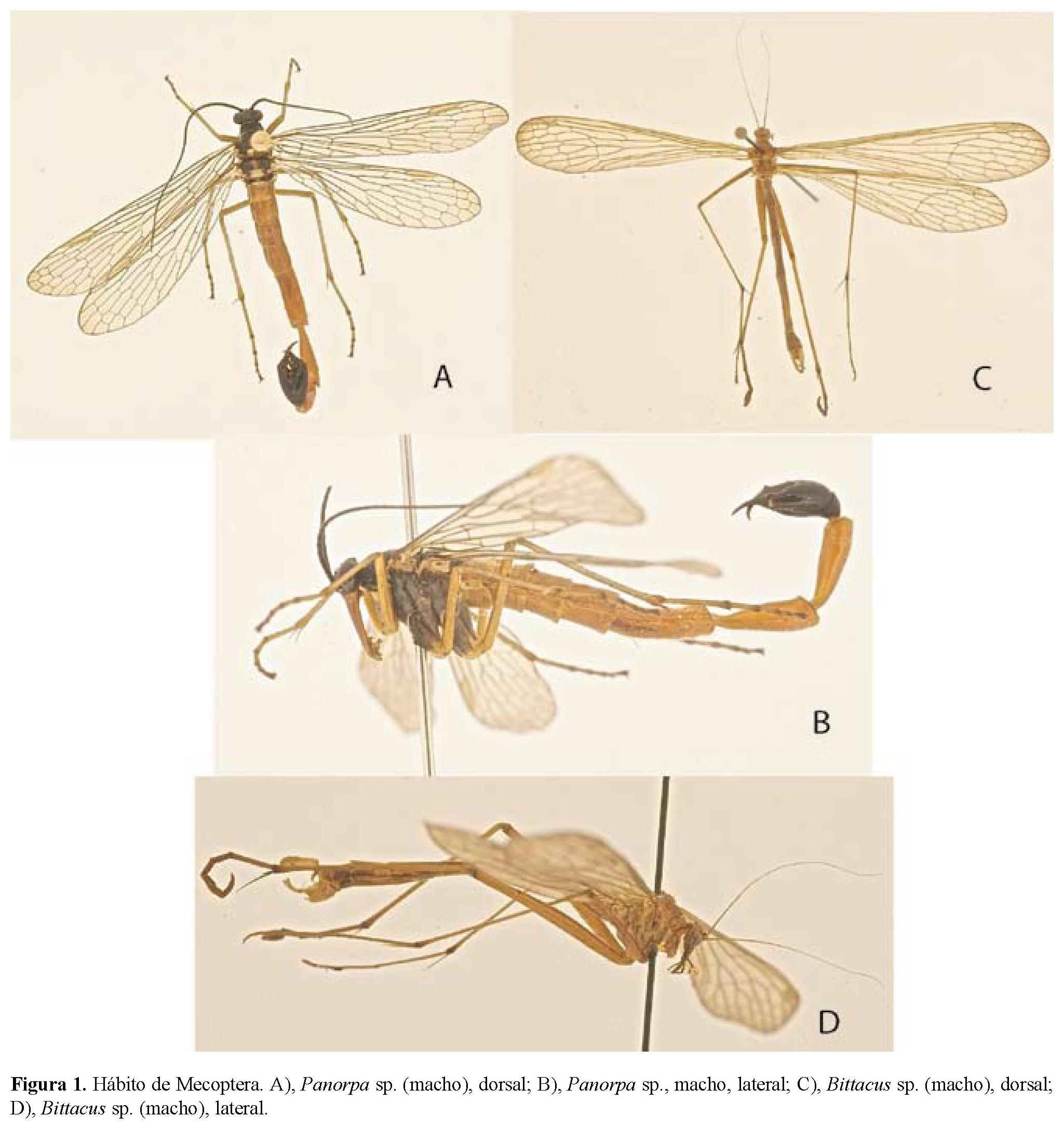 Biodiversidad de Mecoptera en México