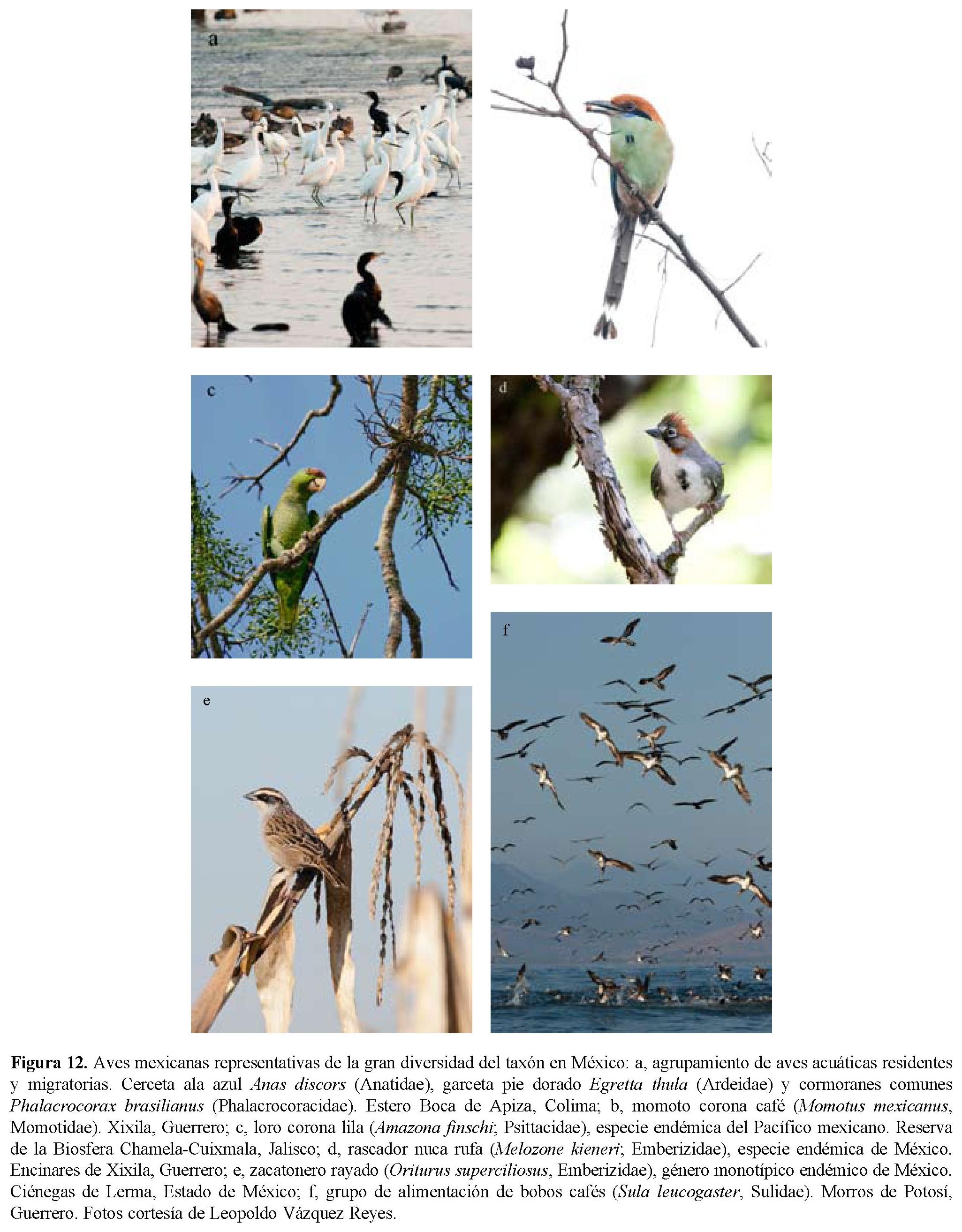 Biodiversidad de aves en México