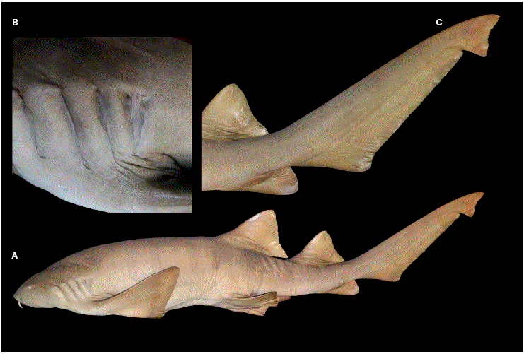 Ginglymostoma unami sp. nov. (Chondrichthyes: Orectolobiformes ...