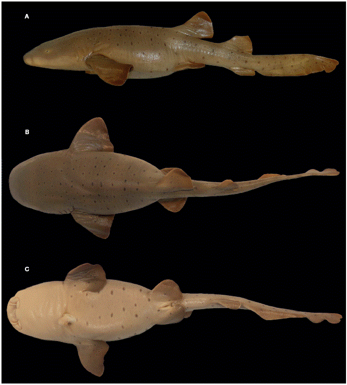 Ginglymostoma unami sp. nov. (Chondrichthyes: Orectolobiformes ...
