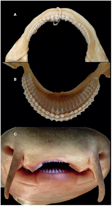 Ginglymostoma unami sp. nov. (Chondrichthyes: Orectolobiformes ...