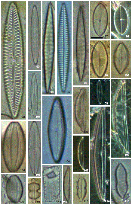 Diatomeas epifitas consumidas por adultos de abulón (Haliotis spp.) en ...